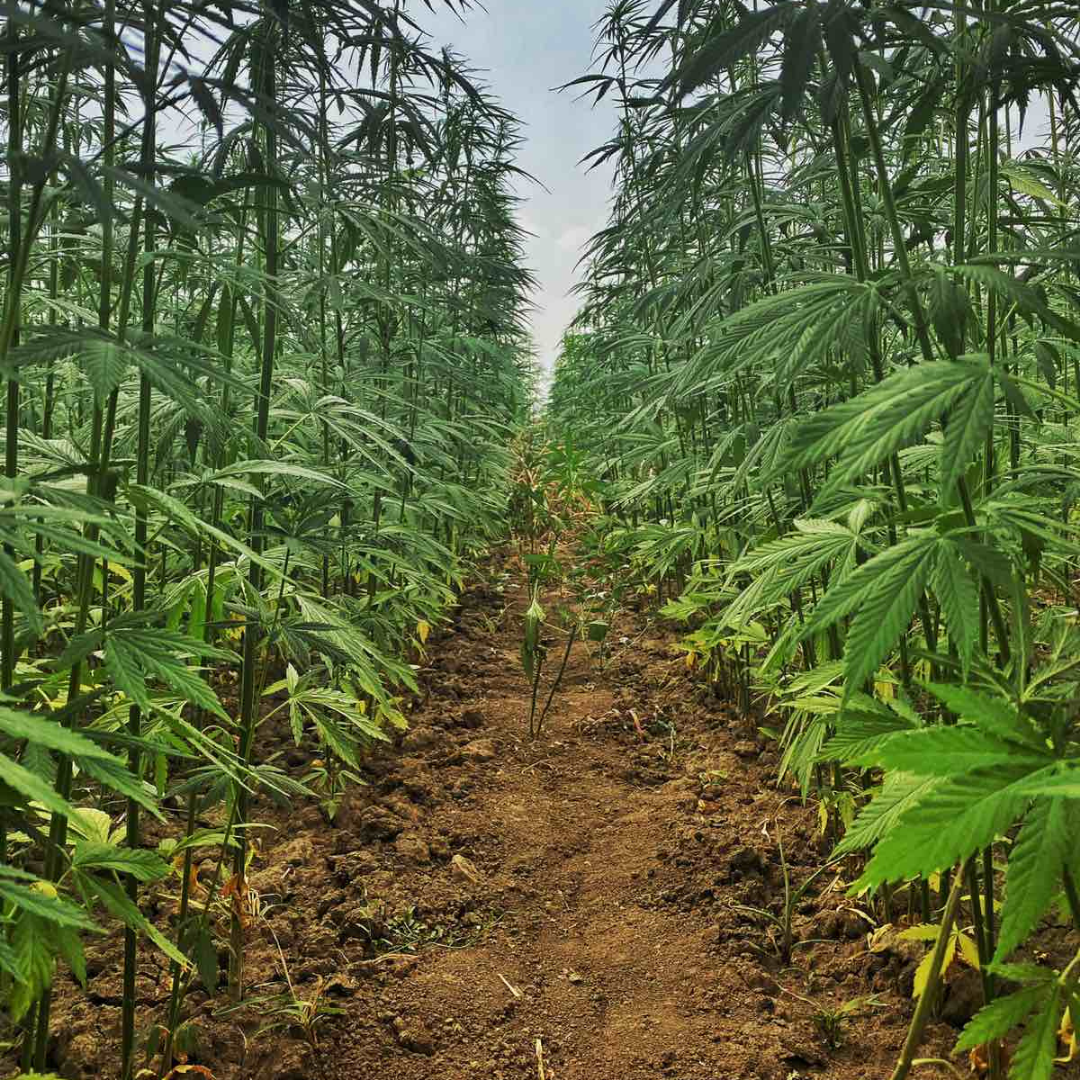 Konoplja - biljka puna iznenađenja – Gramina Konoplja